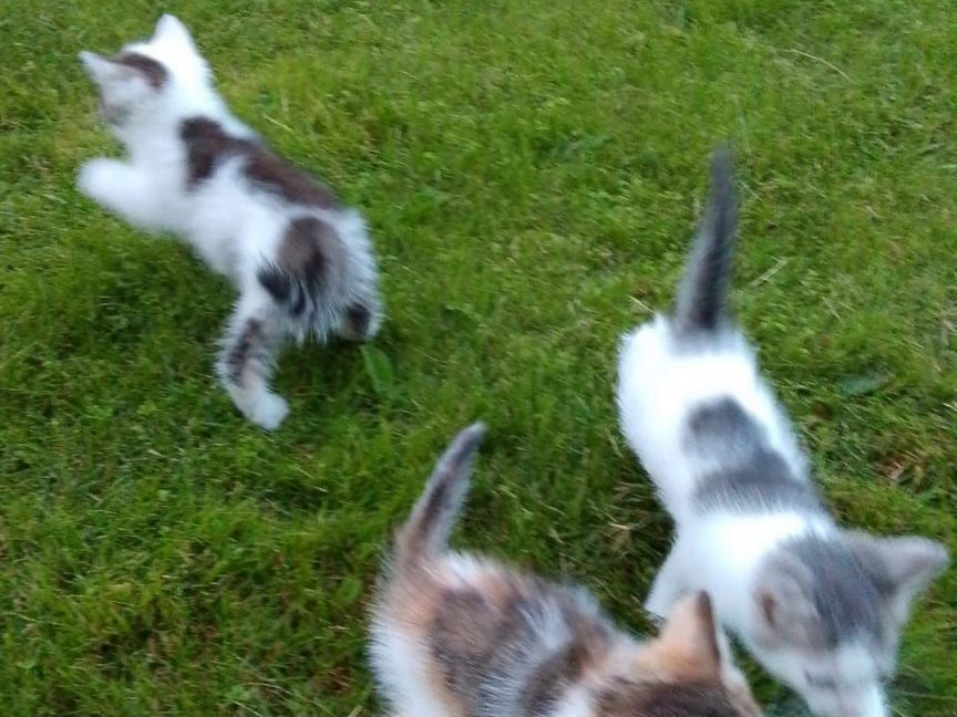 Котята в добрые руки