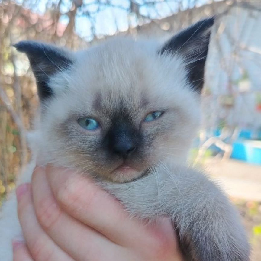 Котёнок в добрые руки
