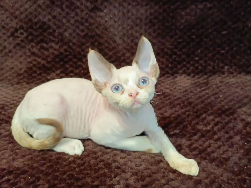 Голубоглазка