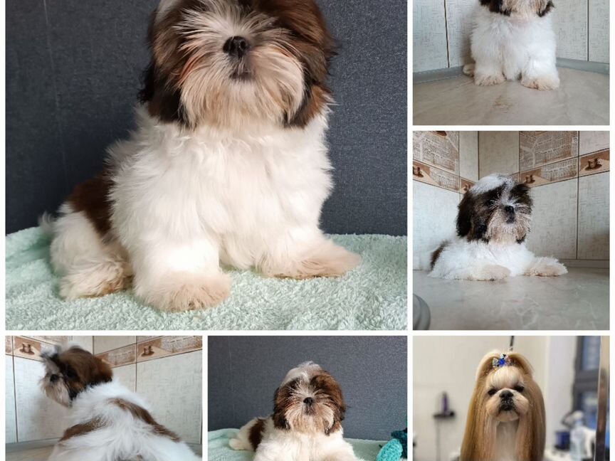 Ши-тцу девочка с доставкой