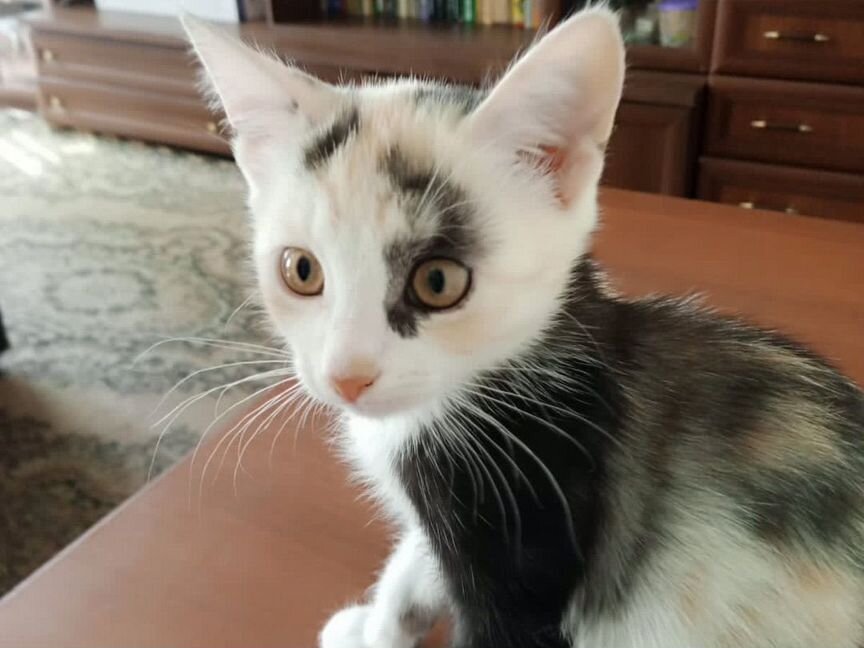 Котята в добрые руки бесплатно