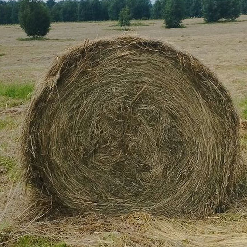 Продам сено