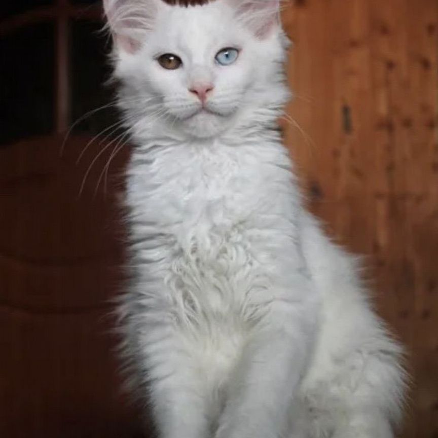 Котята мейн-кун