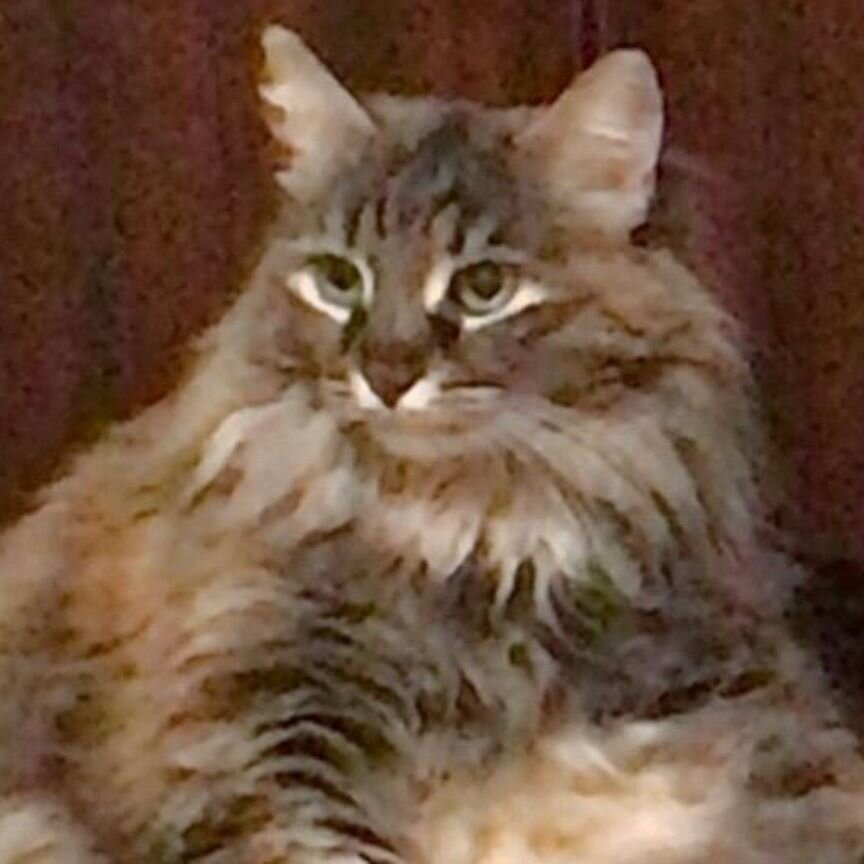 Кошечка
