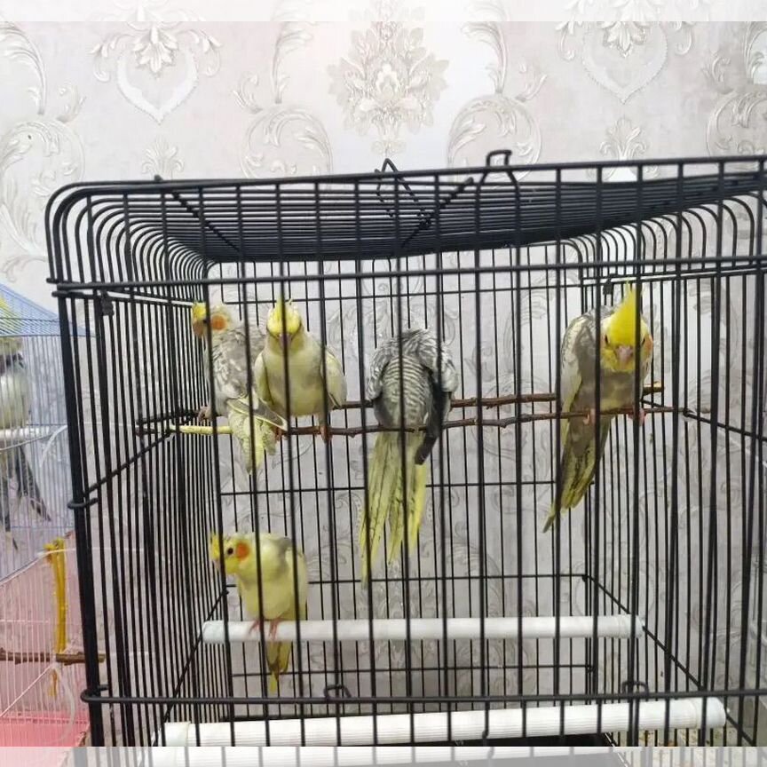 Попугаи коррелы