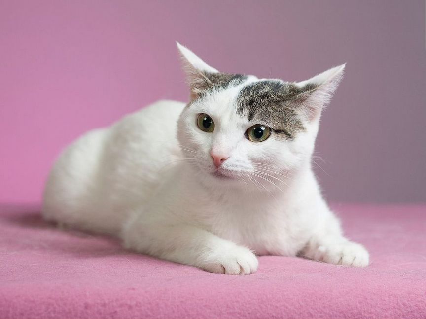 Кошечка Белоснежка в добрые руки