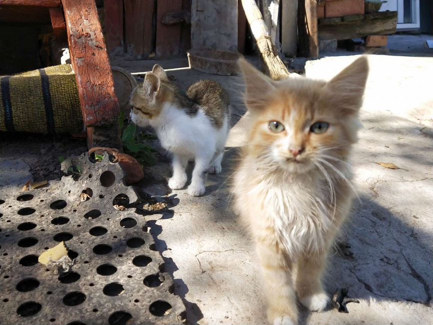 Кошки в добрые руки бесплатно