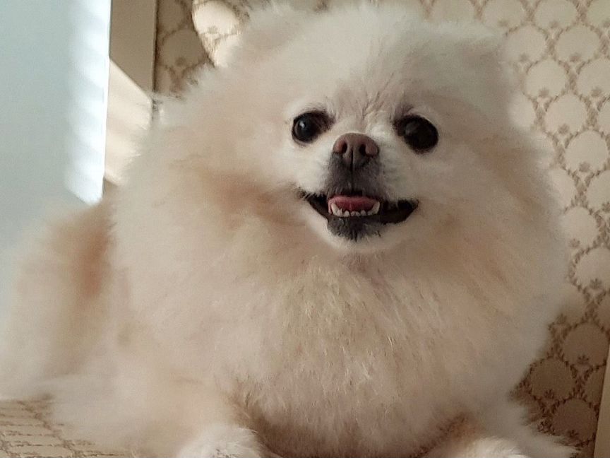 Отдам в добрые руки кремовую шпицулю