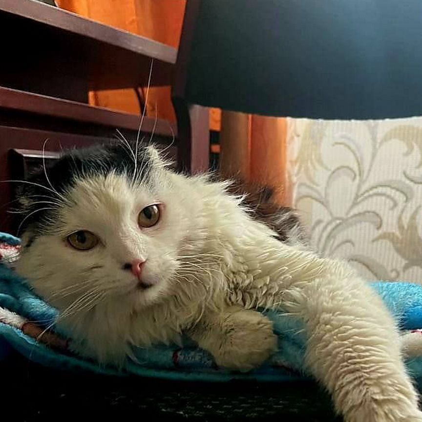 Вислоухий молодой котик веня в дар