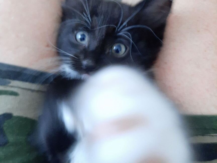 Кот Баюн