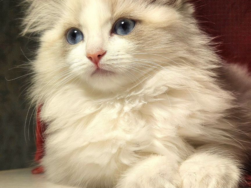 Кошка Рэгдолл блю биколор котенок Чемпионов