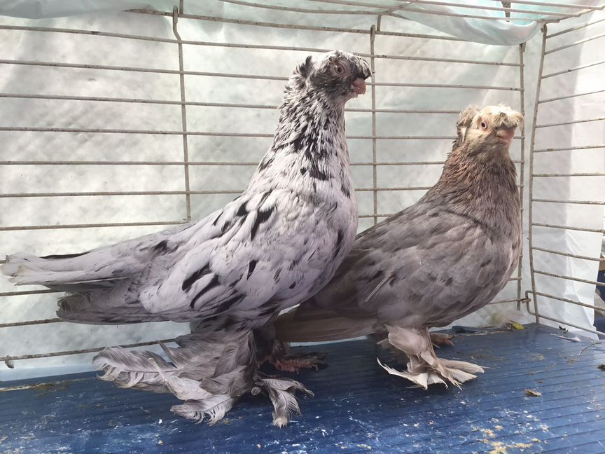 Голуби узбекские продаю