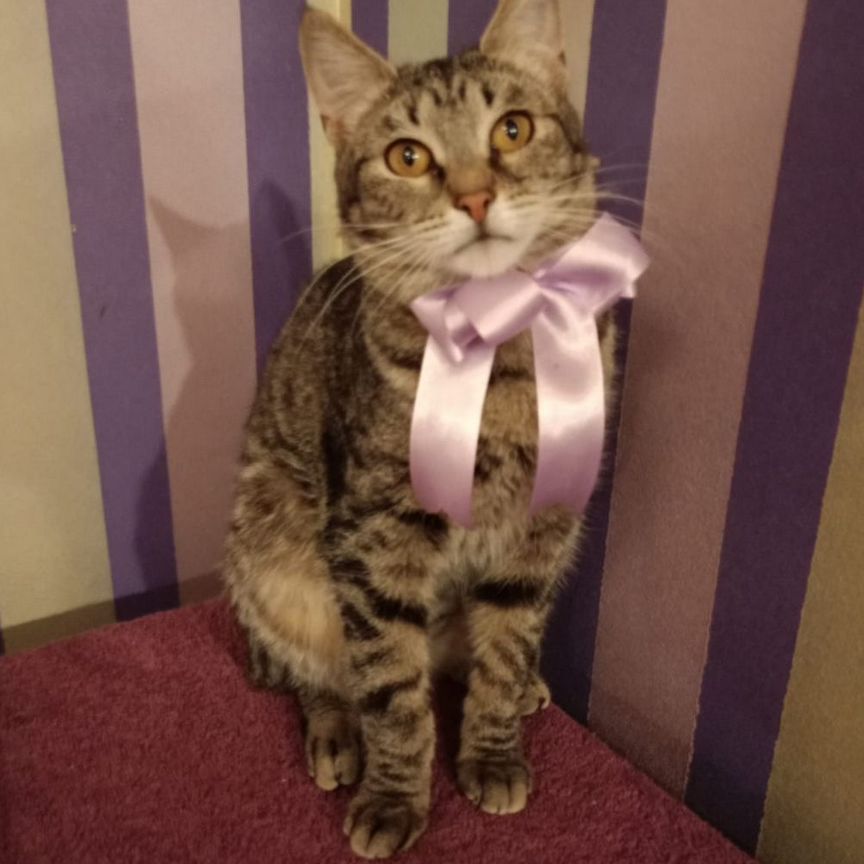 Молодая кошечка ищет дом