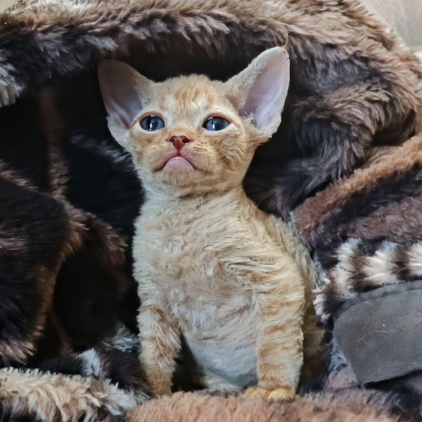 Девон-рекс котёнок