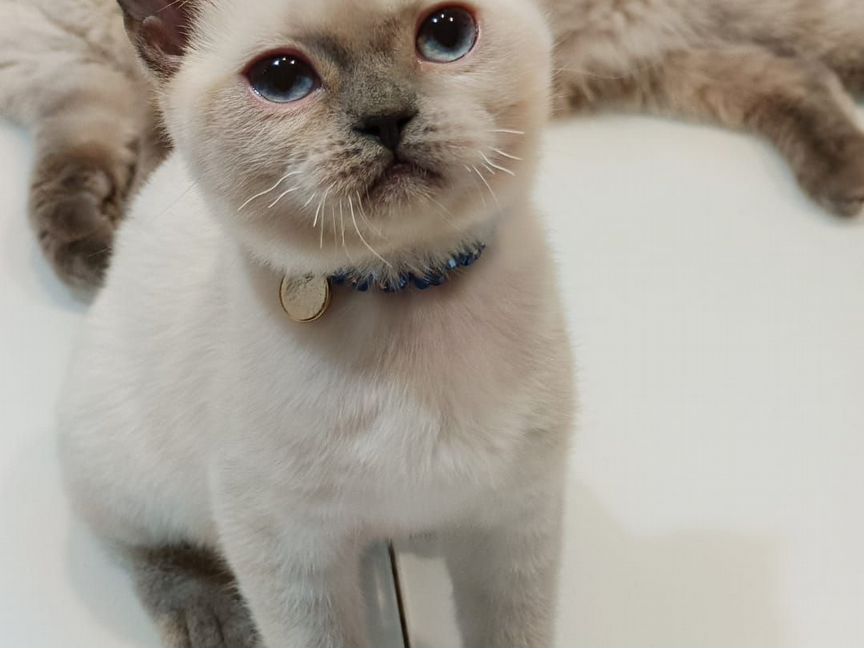 Котята блю поинт