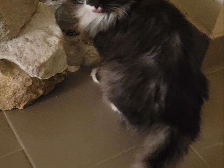 Сибирская Чёрная