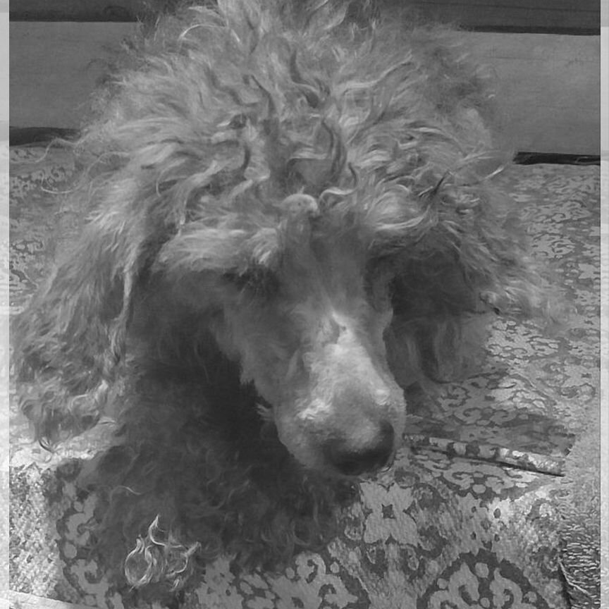 Карликовый пудель, взрослая собака