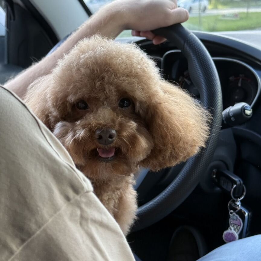 Той-пудель, вязка