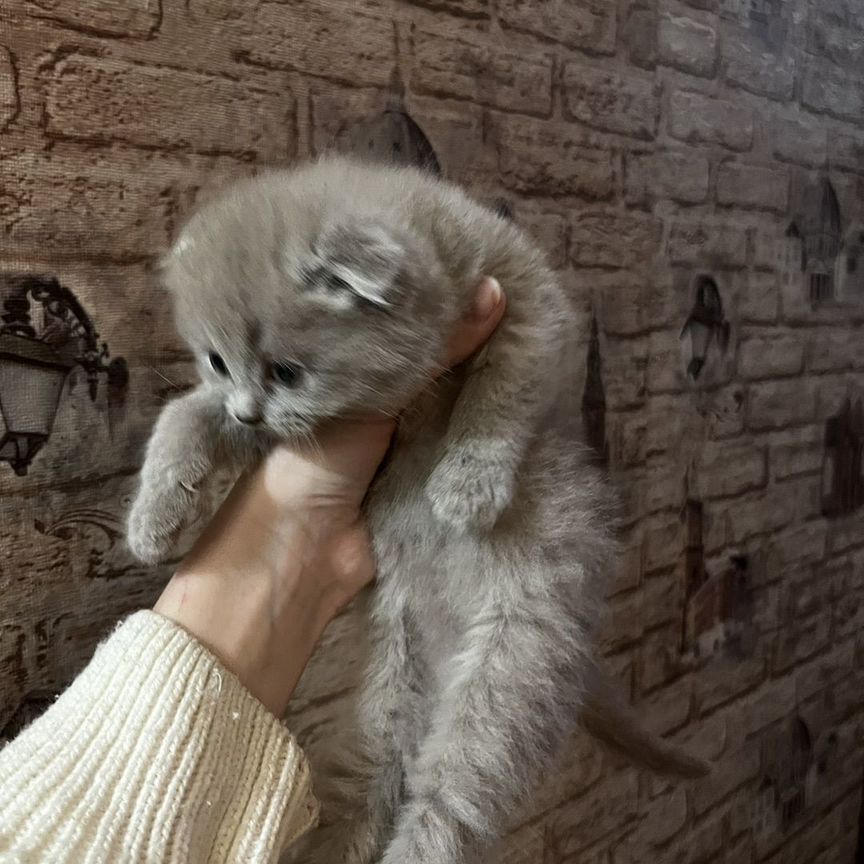 Шотландские котята
