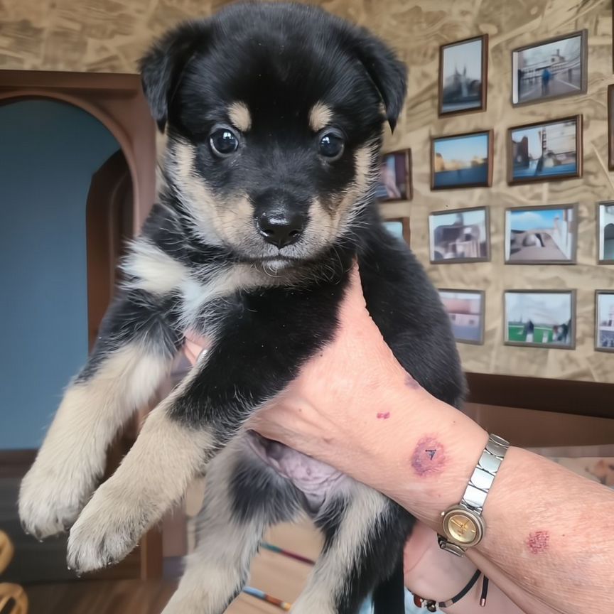 Щенок в добрые руки