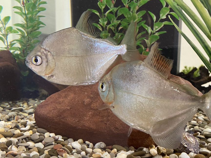 Аквариумная рыба, метиннис, анциструс