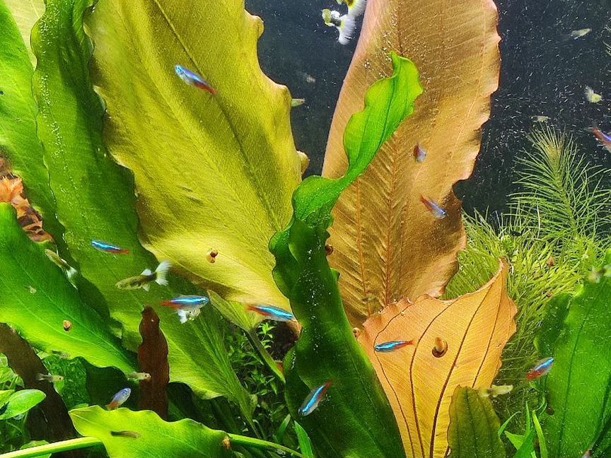 Эхинодорус Малый Медведь (Echinodorus Small Bear)