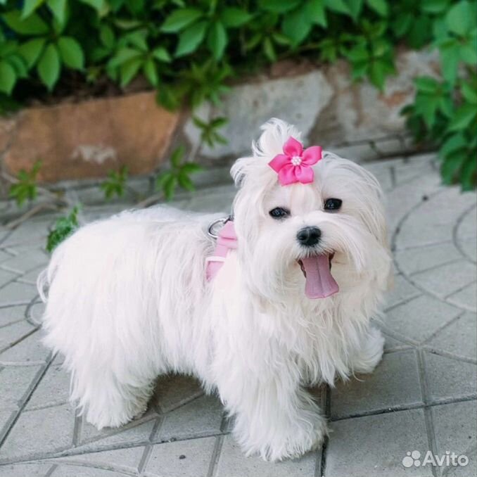 Мальтезе Корея РКФ