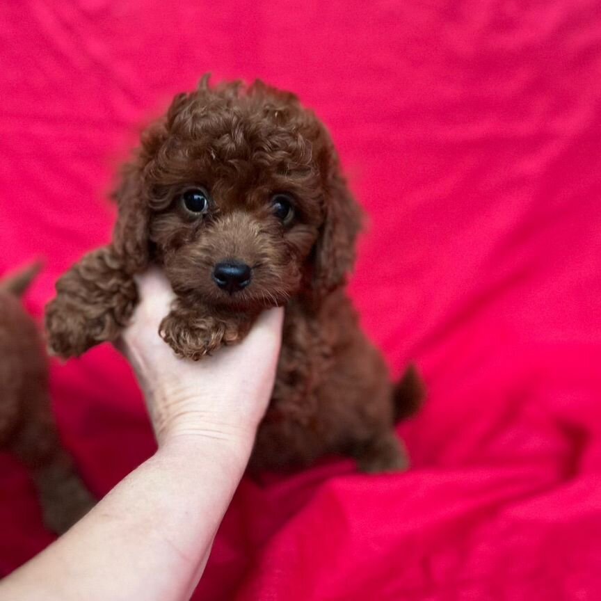 Той-пудель ред браун