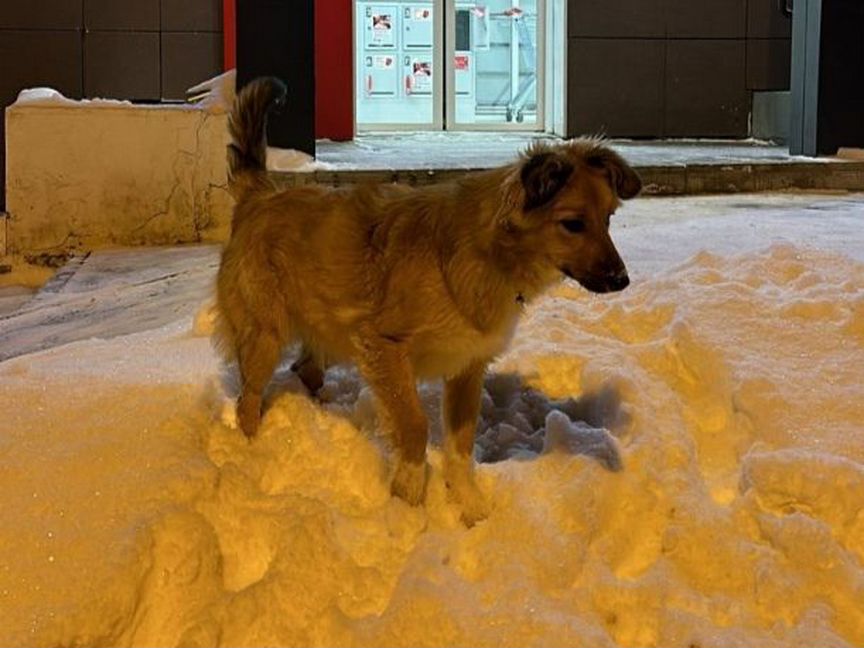 Собака. Замерзает