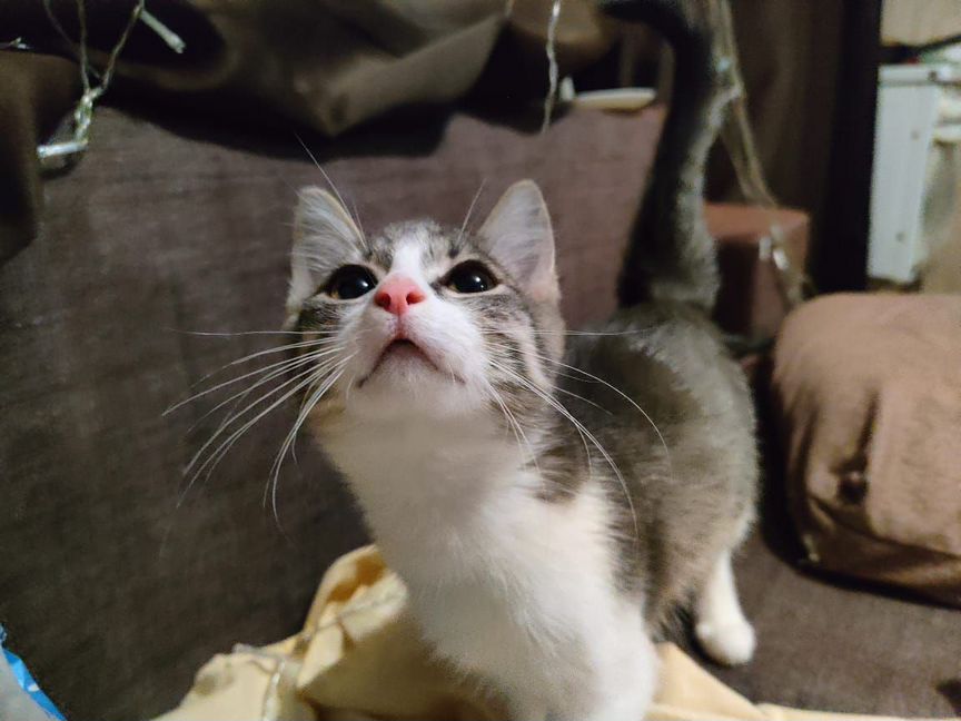 Котенок