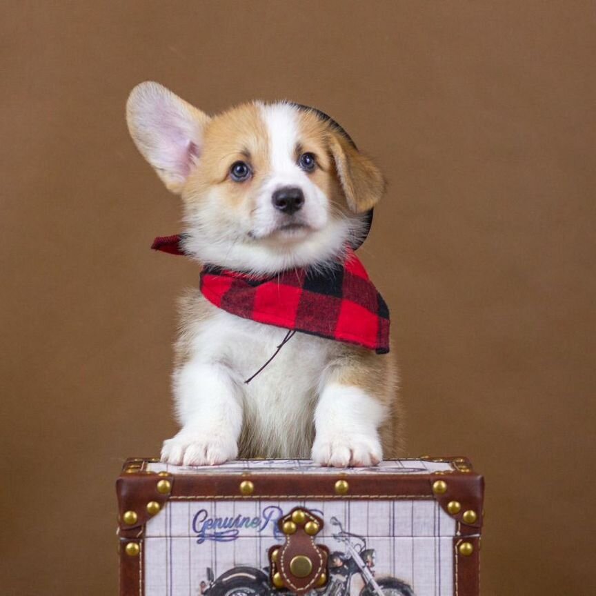 Вельш-корги щенки