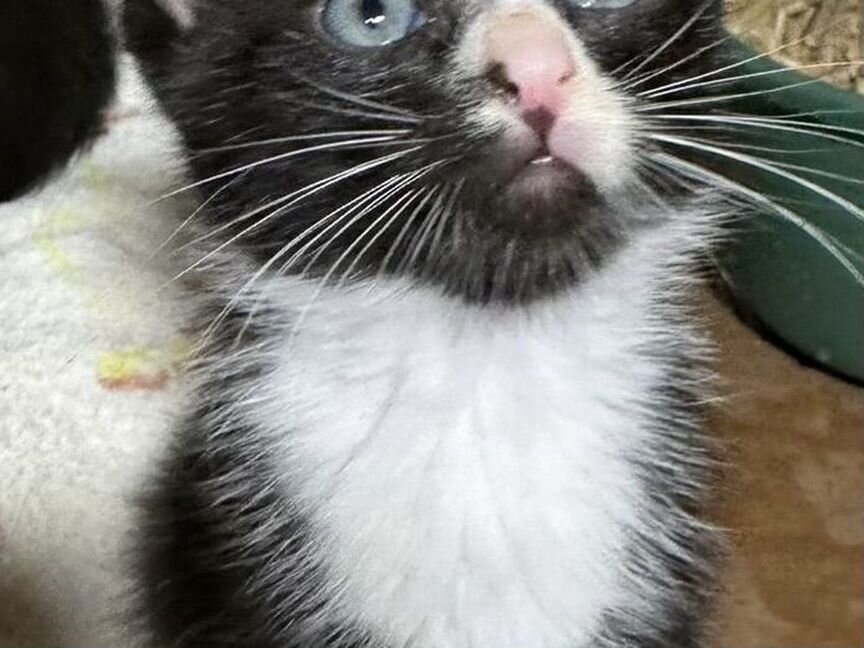 Котёнок в добрые ручки