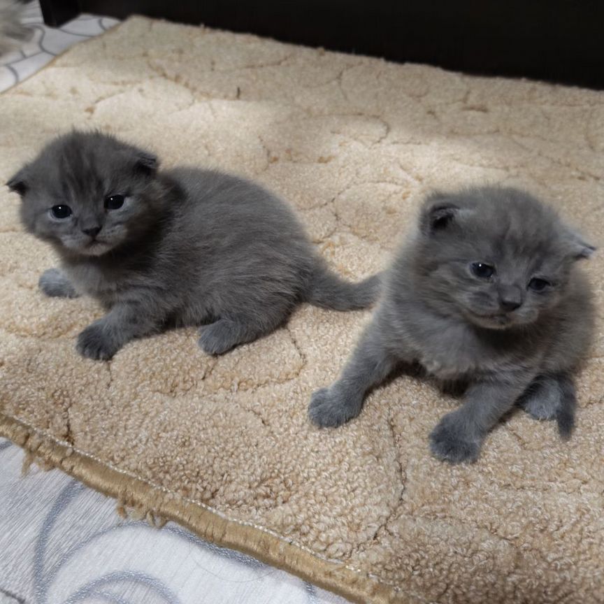 Британский короткошёрстный котёнок