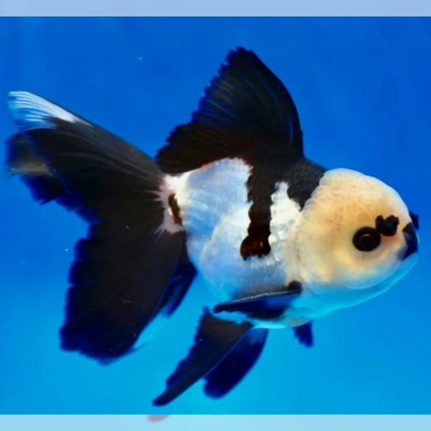 Оранда панда 8 см экстерьерный вид, импорт рыбки