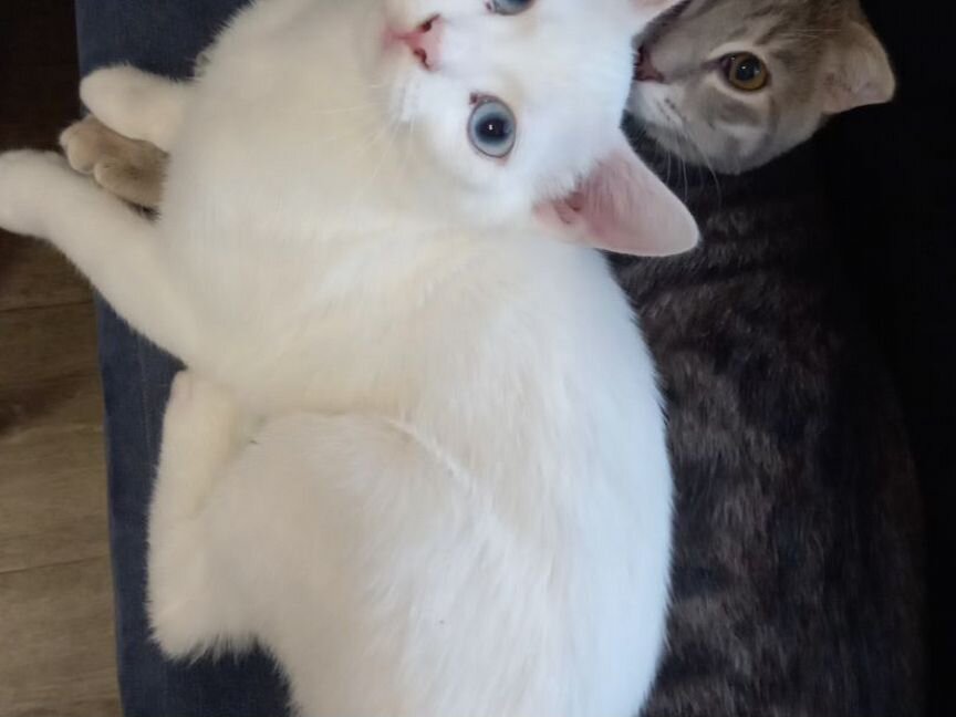 Шотландский котенок