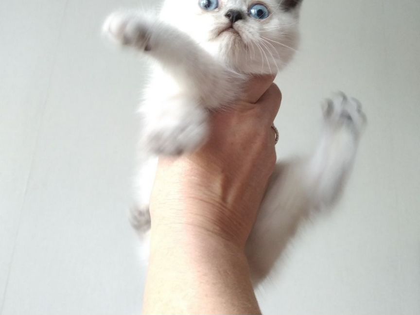 Шотландская