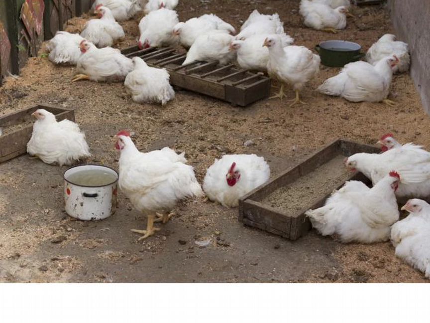 Куры бройлеры рос 308