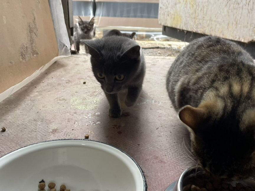 Очень хорошие котики в добрые руки