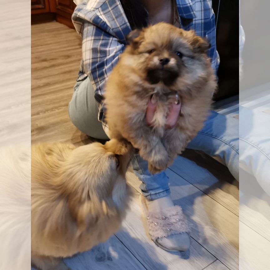 Немецкий шпиц, щенок