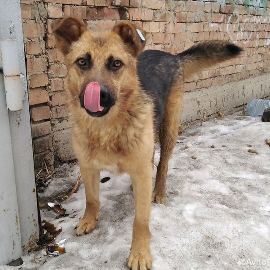 Отдам молодого умного пса. Кастрирован. Метис