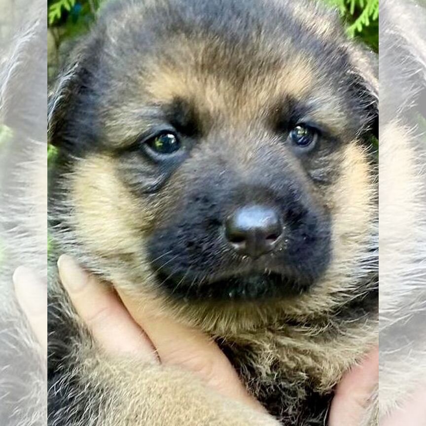 Немецкая овчарка