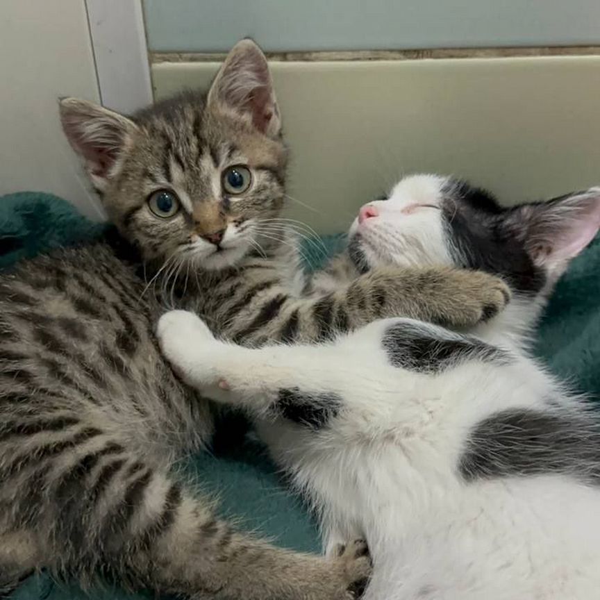 Котята девочки