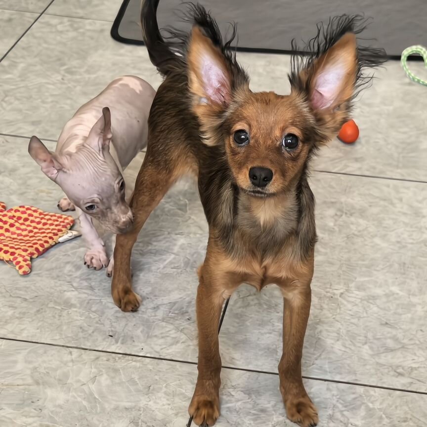 Русский той-терьер, щенок