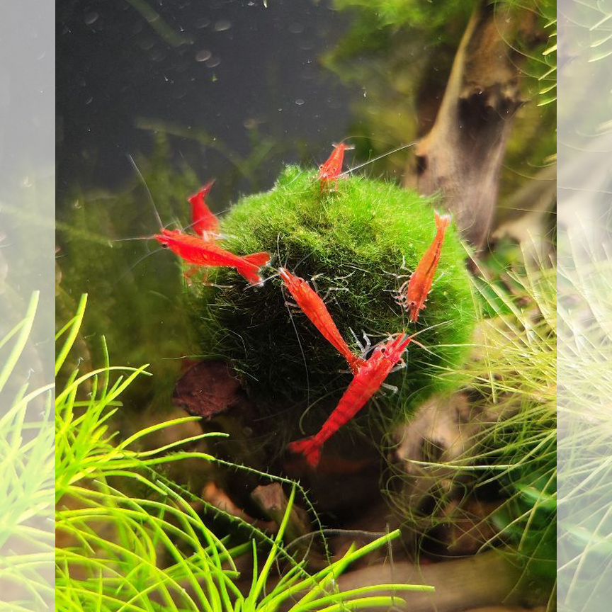 Креветки вишня