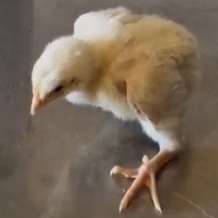 Цыплята бройлеры подрощенные