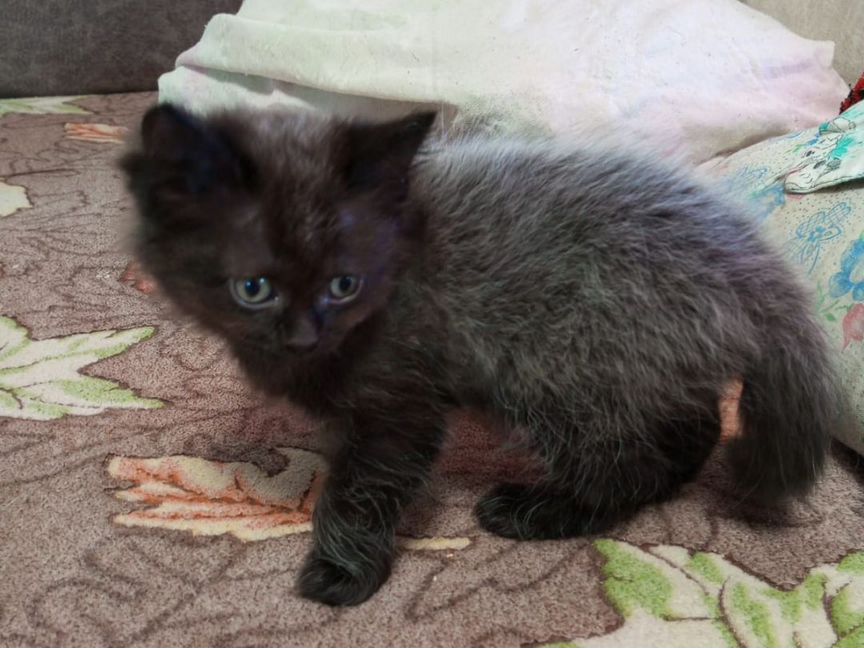 Котята в добрые руки бесплатно