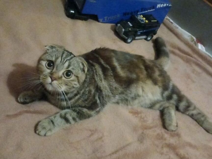 Шотландские котята