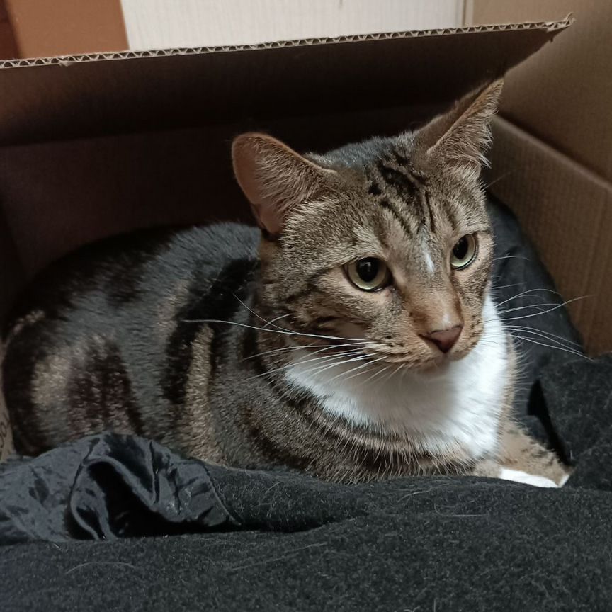 Мейн-кун, взрослая кошка