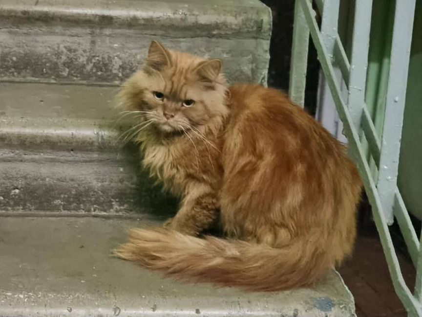 Котенок в добрые руки