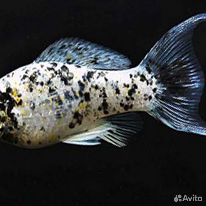 Моллинезия мраморная